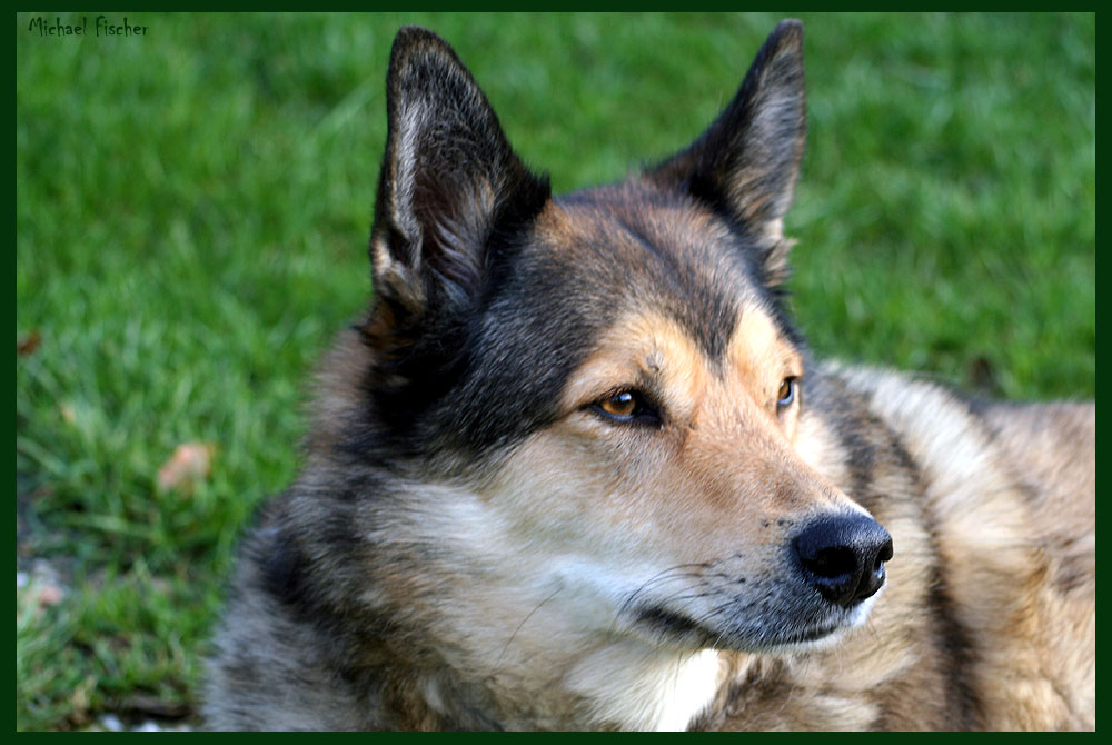 Wachsam --- Foto & Bild | tiere, haustiere, hunde Bilder auf fotocommunity