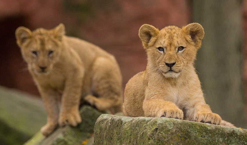 Wachsam Foto & Bild | tiere, zoo, wildpark & falknerei, säugetiere Bilder auf fotocommunity