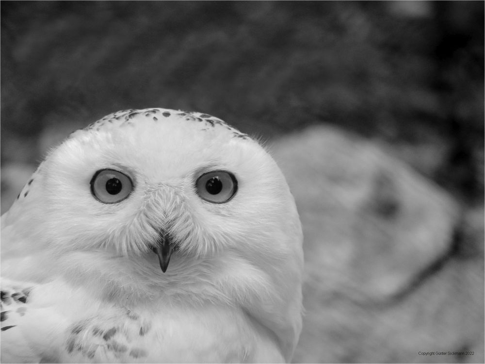 Wachsam ... Foto & Bild | tiere, zoo, wildpark & falknerei, vögel Bilder auf fotocommunity