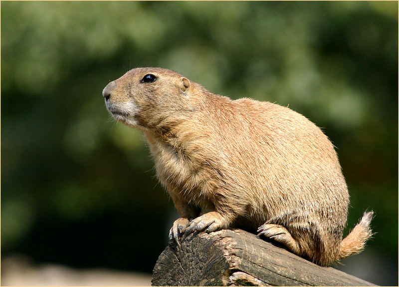 Wachsam... Foto & Bild | tiere, zoo, wildpark & falknerei, säugetiere Bilder auf fotocommunity