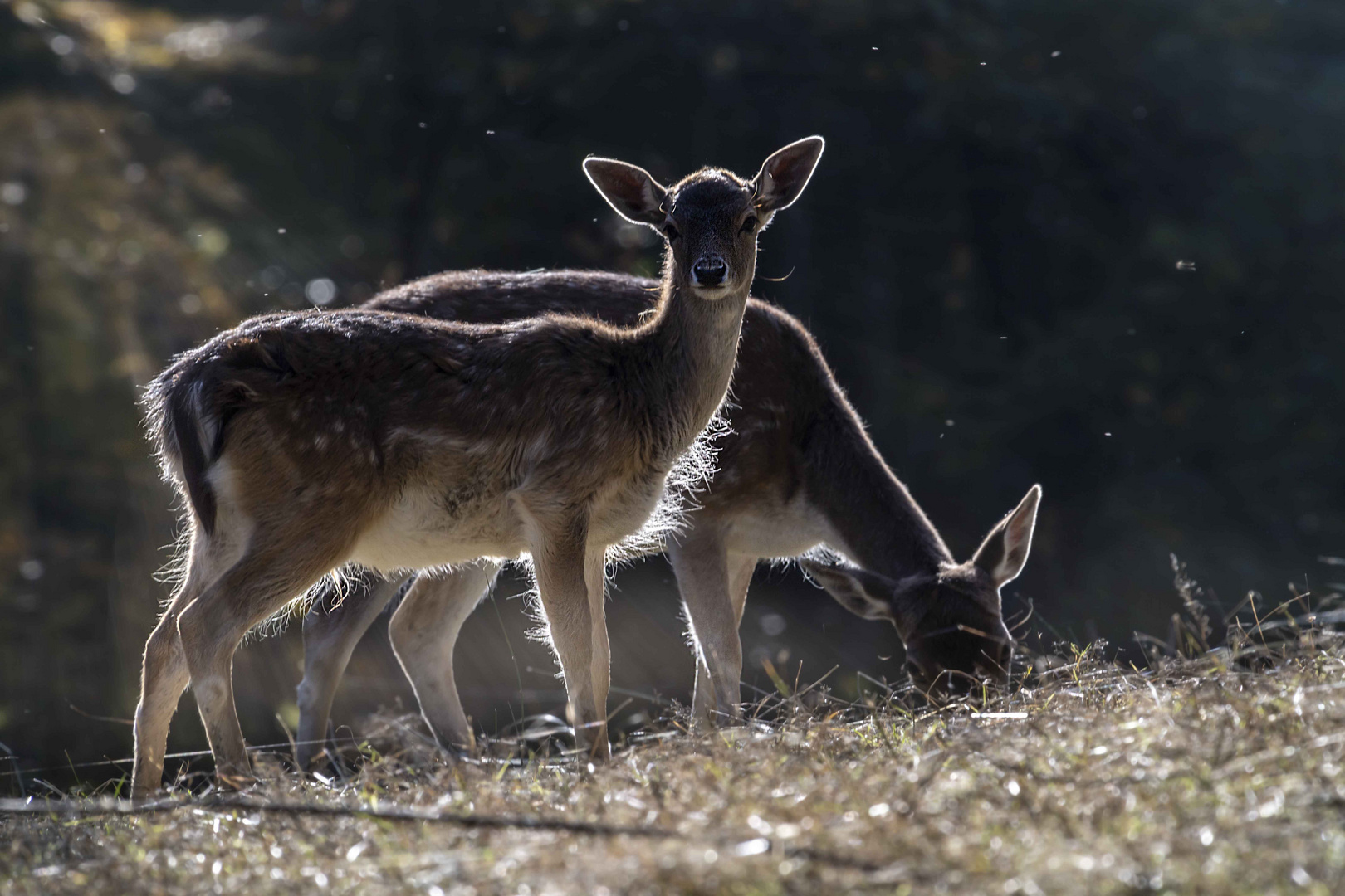 wachsam Foto & Bild | tiere, zoo, wildpark & falknerei, natur Bilder auf fotocommunity