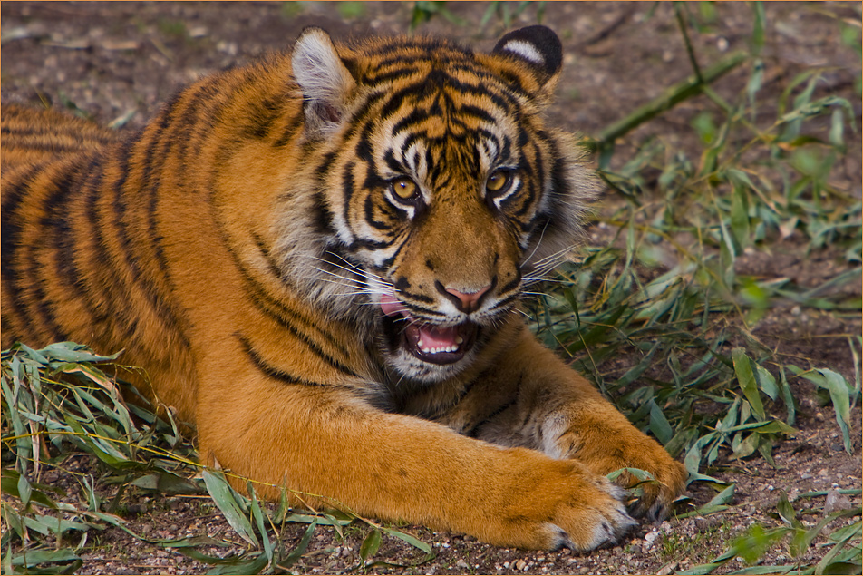 Wachsam Foto & Bild | tiere, zoo, wildpark & falknerei, säugetiere Bilder auf fotocommunity