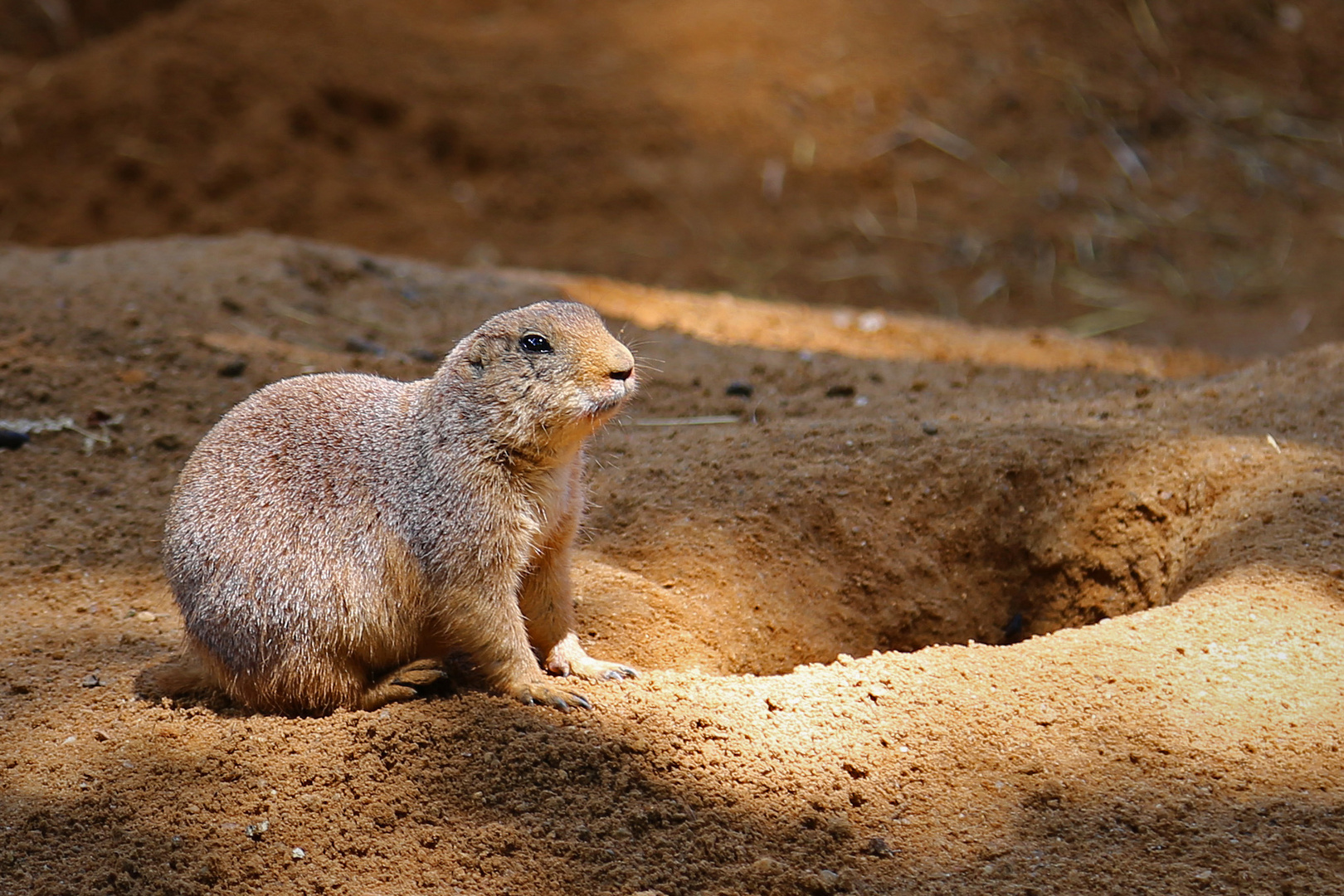 Wachsam Foto & Bild | tiere, zoo, wildpark & falknerei, säugetiere Bilder auf fotocommunity