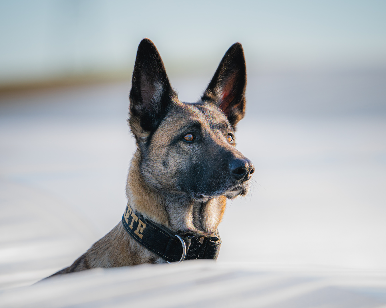 Wachsam Foto & Bild | tiere, haustiere, hunde Bilder auf fotocommunity