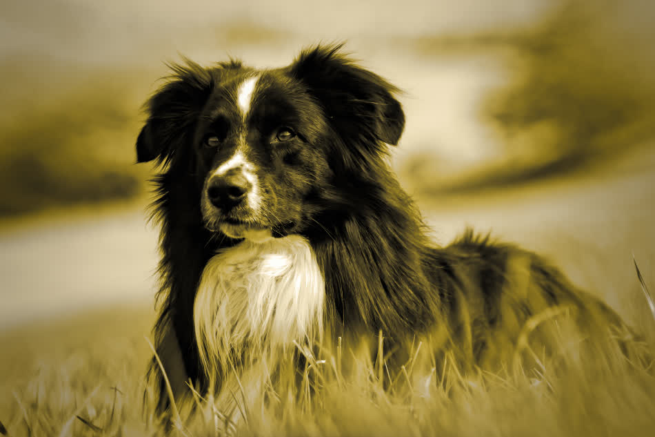 wachsam Foto & Bild | tiere, haustiere, hunde Bilder auf fotocommunity