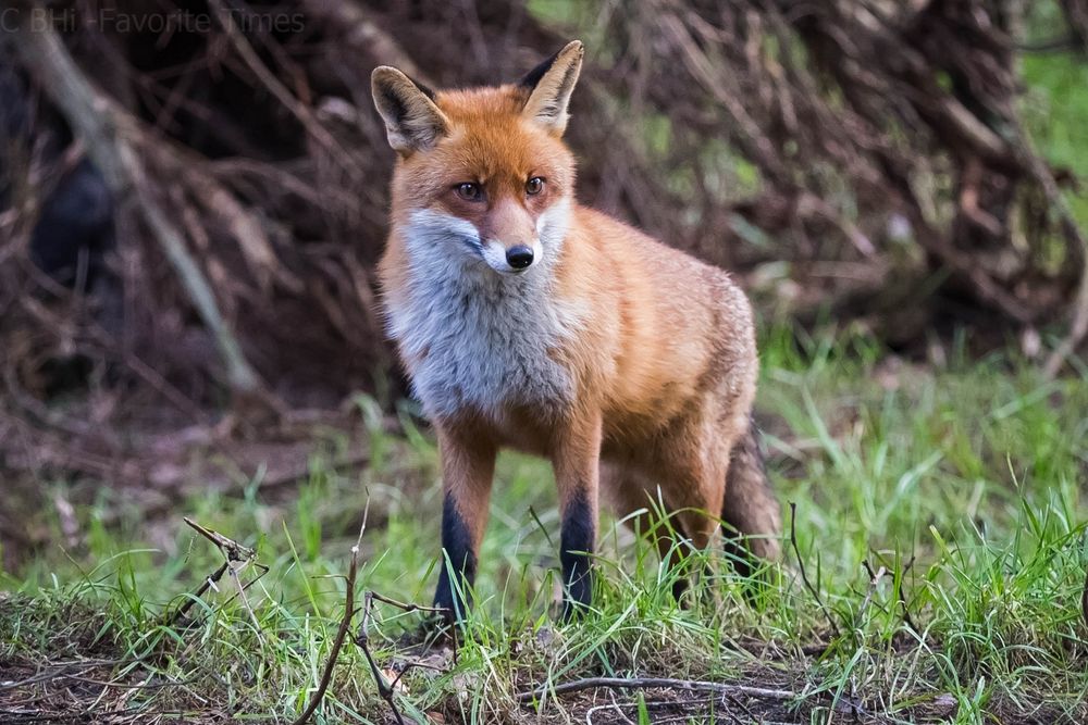 Wachsam.... Foto & Bild | tiere, zoo, wildpark & falknerei, natur Bilder auf fotocommunity