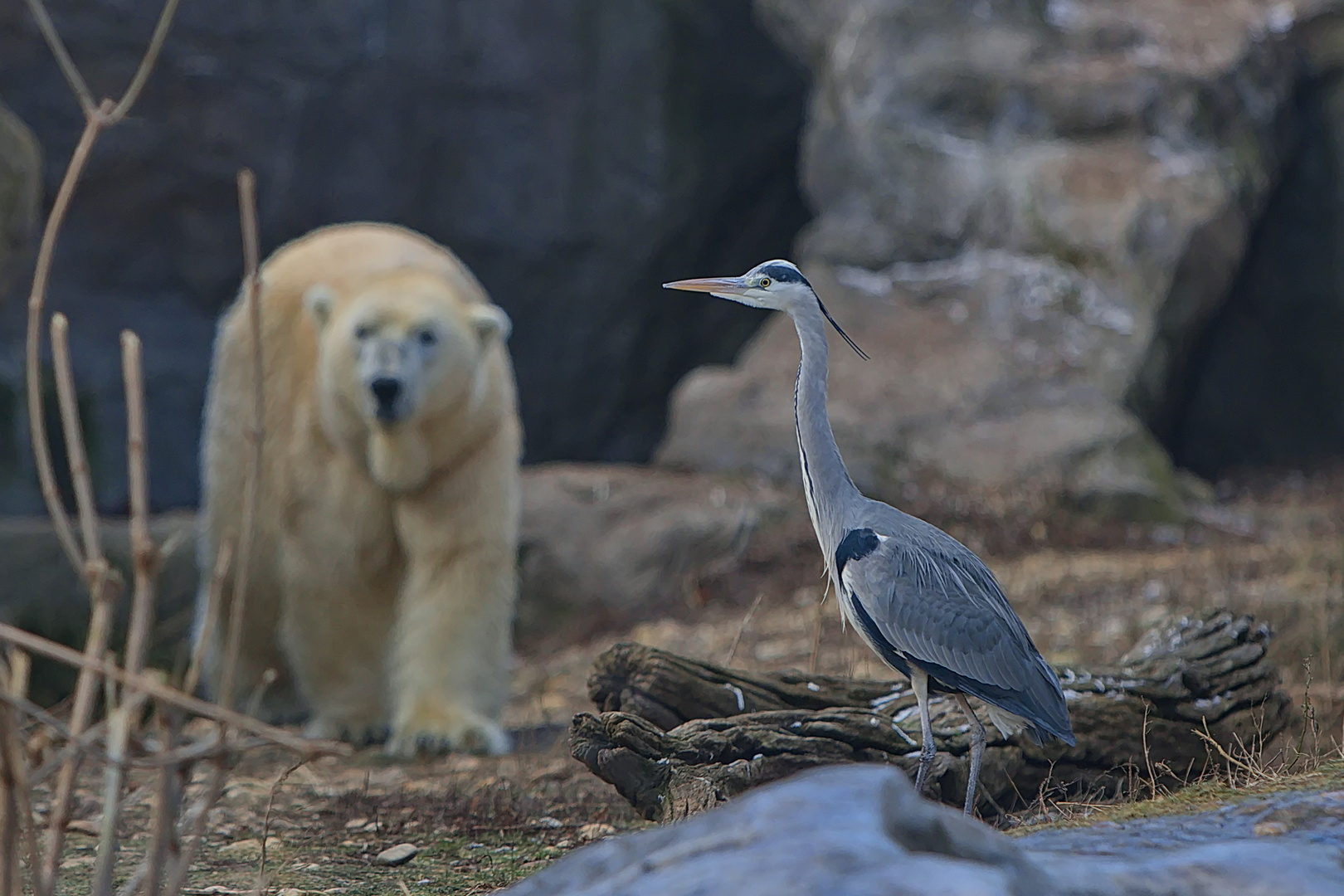 Wachsam bleiben ! Foto & Bild | tiere, zoo, wildpark & falknerei, säugetiere Bilder auf ...