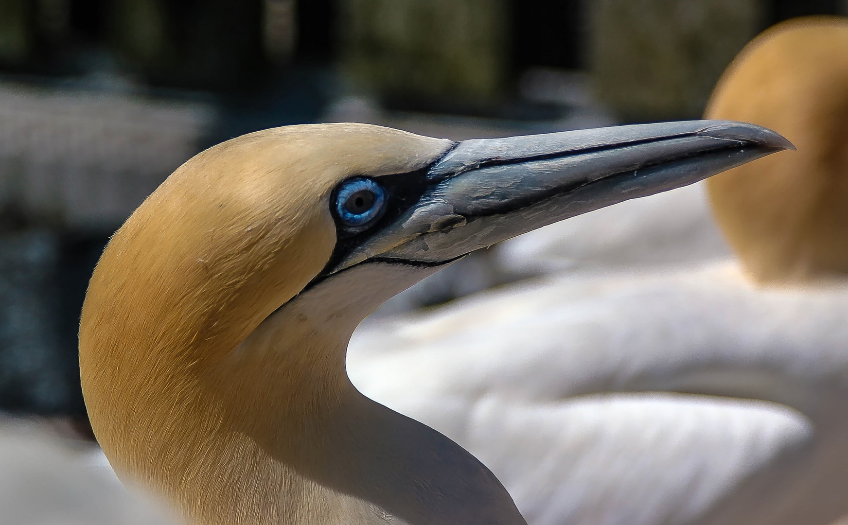 Wachsam Foto & Bild | tiere, zoo, wildpark & falknerei, vögel Bilder auf fotocommunity