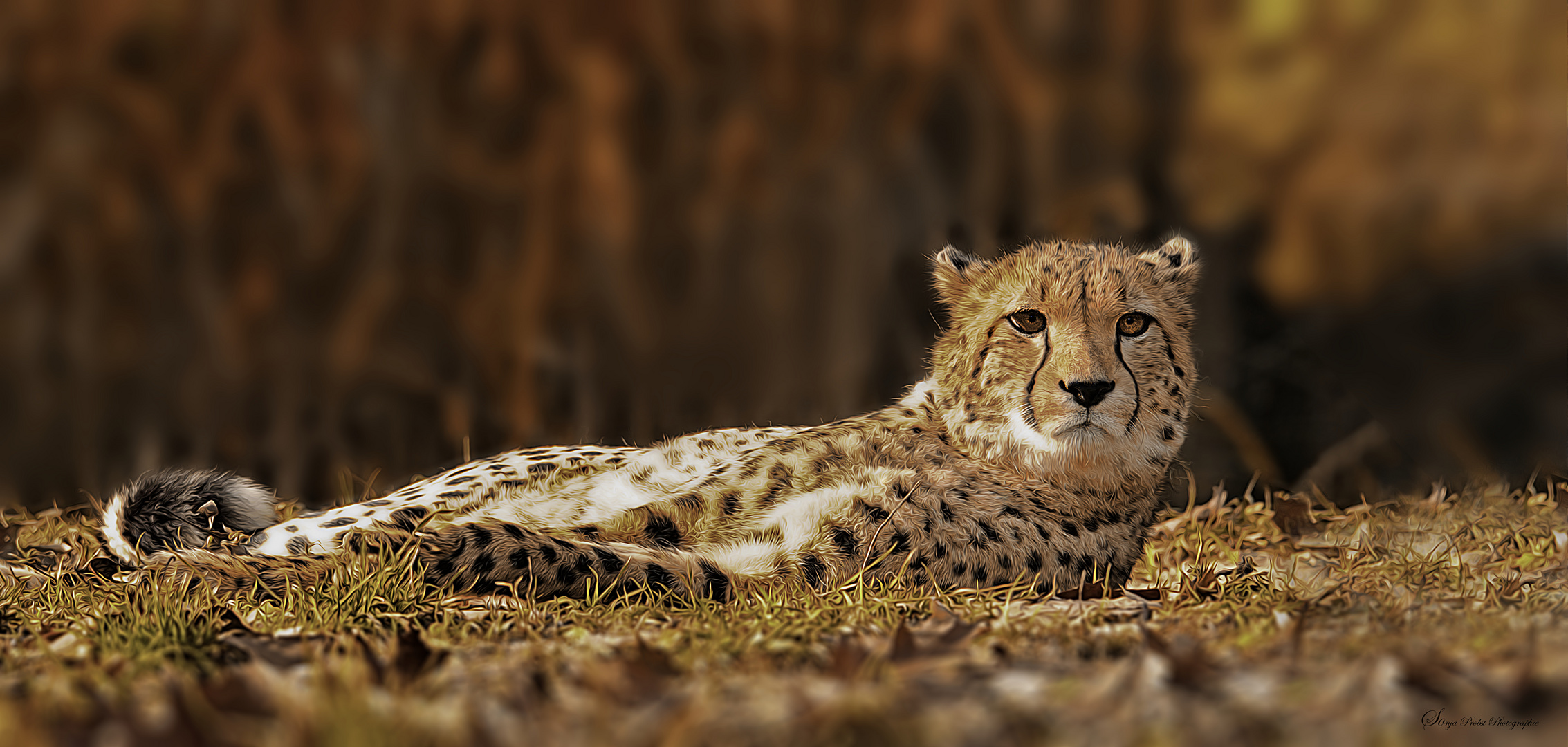 Wachsam Foto & Bild | tiere, zoo, wildpark & falknerei, säugetiere Bilder auf fotocommunity