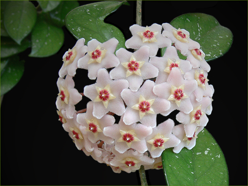 Wachsblume (Hoya), auch Porzellanblume genannt ... Foto & Bild ...