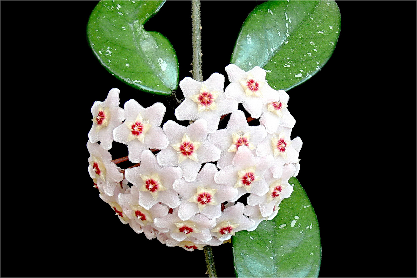 Wachsblume, Porzellanblume (Hoya carnosa) Foto & Bild | fotos, natur ...