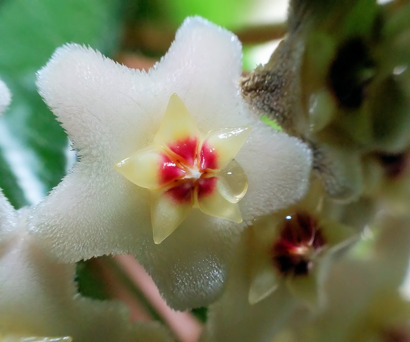 Wachsblumenblüte Foto & Bild | pflanzen, pilze & flechten, blüten ...