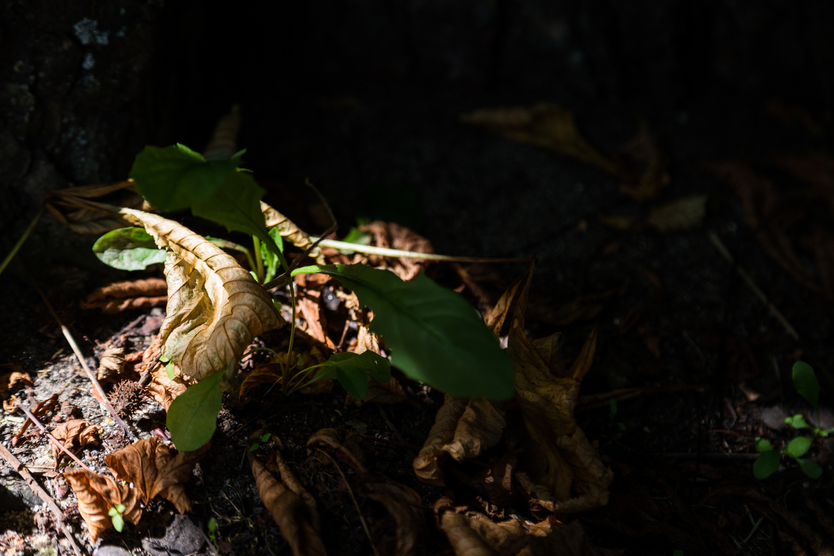 wachsen und welken Foto & Bild | natur Bilder auf fotocommunity