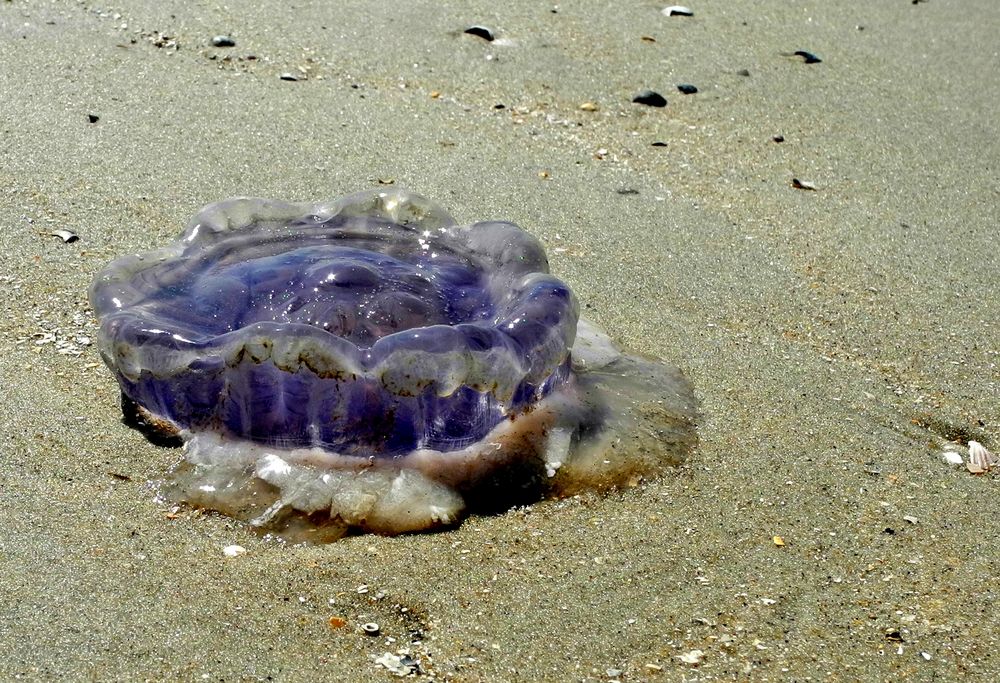 Wackeltörtchen Foto & Bild | archiv projekte naturchannel ...