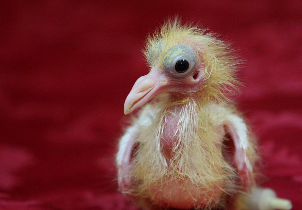 wächst heran die kleine Taube Foto & Bild | tiere, tierkinder, tukan ...