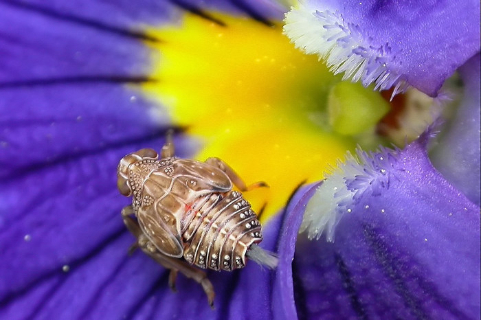 Wächter ! Foto & Bild | nah- & makro, techniken, aufnahme-techniken Bilder auf fotocommunity