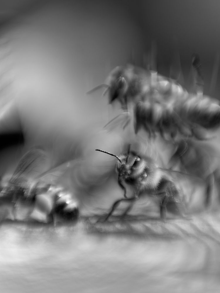 Wächterin Foto & Bild | spezial, makro, natur Bilder auf fotocommunity