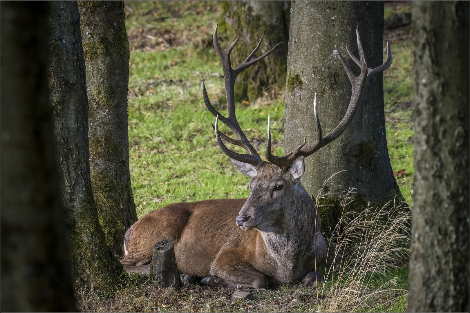 Während er... Foto & Bild | natur, zoo, tiere Bilder auf fotocommunity