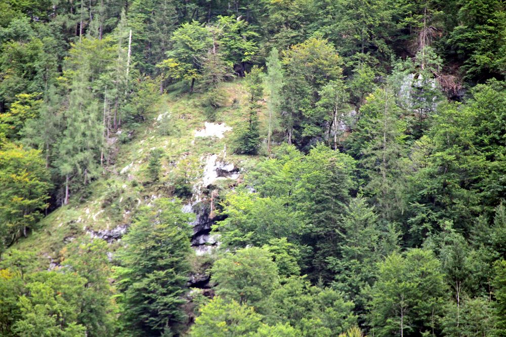 Wälder rund um den Königsee zwischen Schönau und St.Bartholomä Foto ...