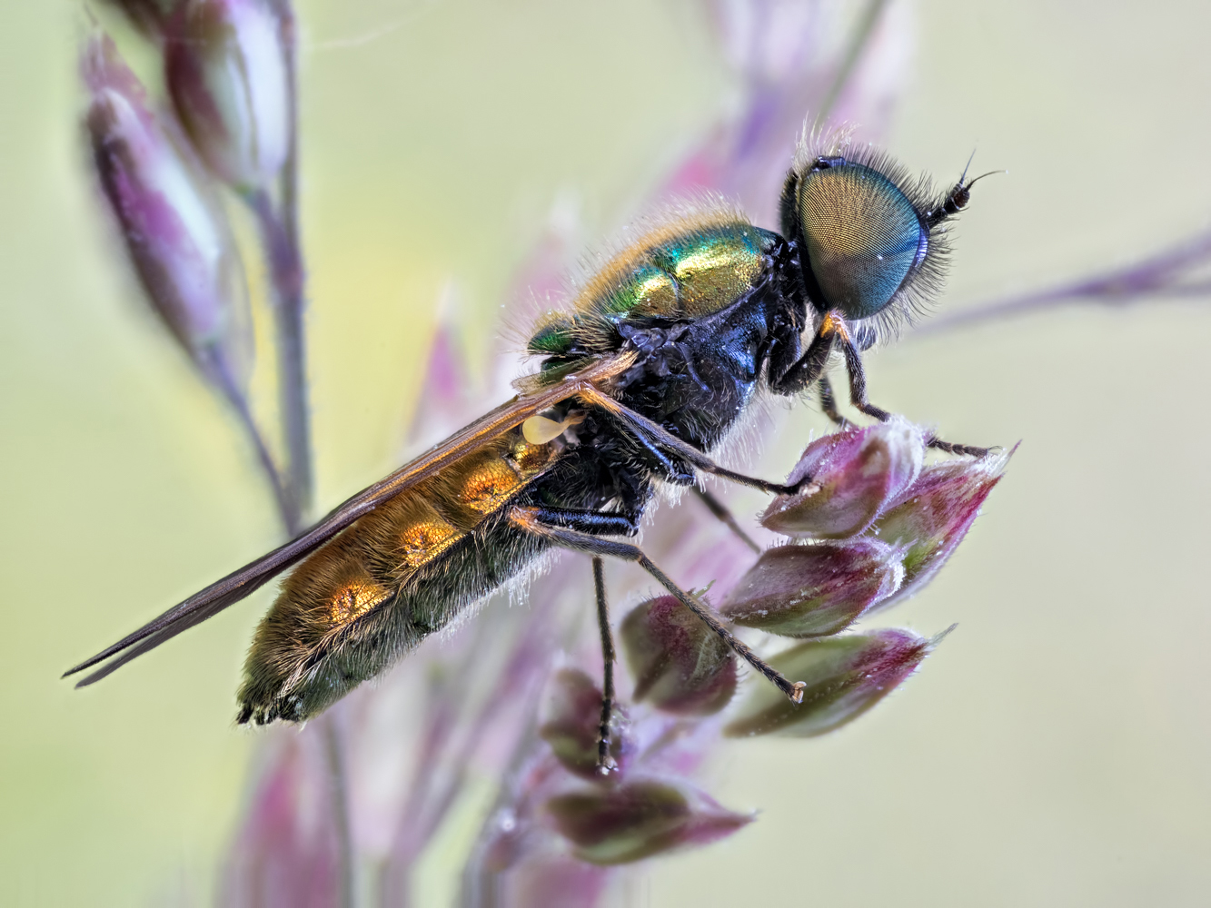 Waffenfliege (Chloromyia formosa) Foto & Bild | tiere, wildlife ...
