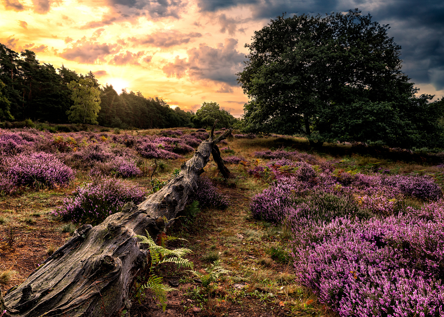 Wahner Heide 2 Foto & Bild | wald, outdoor, bäume Bilder auf fotocommunity