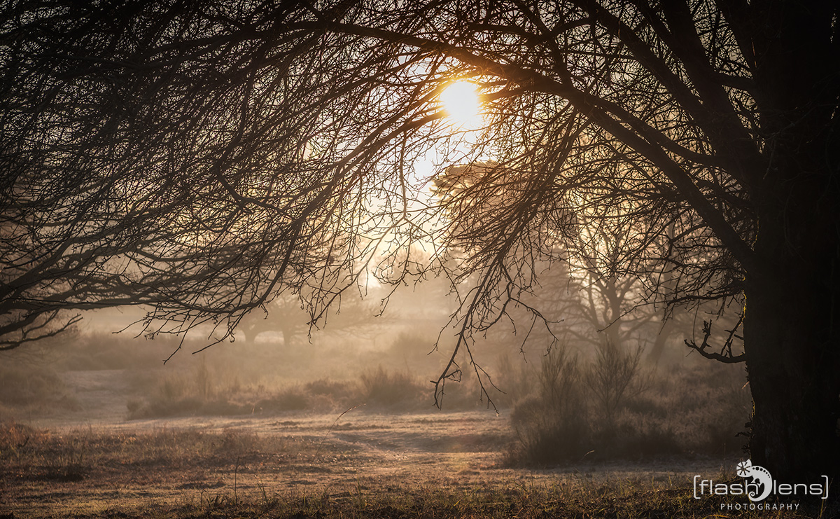 Wahner Heide 200 Foto & Bild | deutschland, europe, nordrhein ...