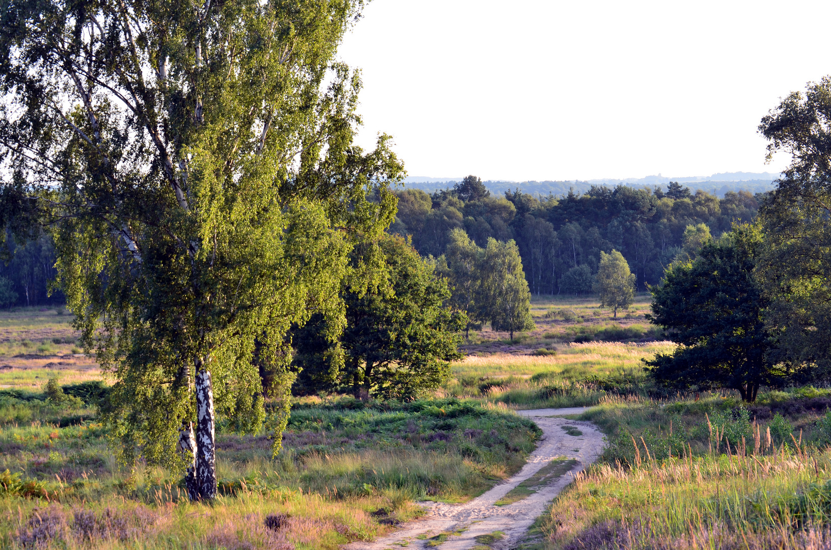 Wahner Heide Foto & Bild | natur, landschaft, heide Bilder auf ...