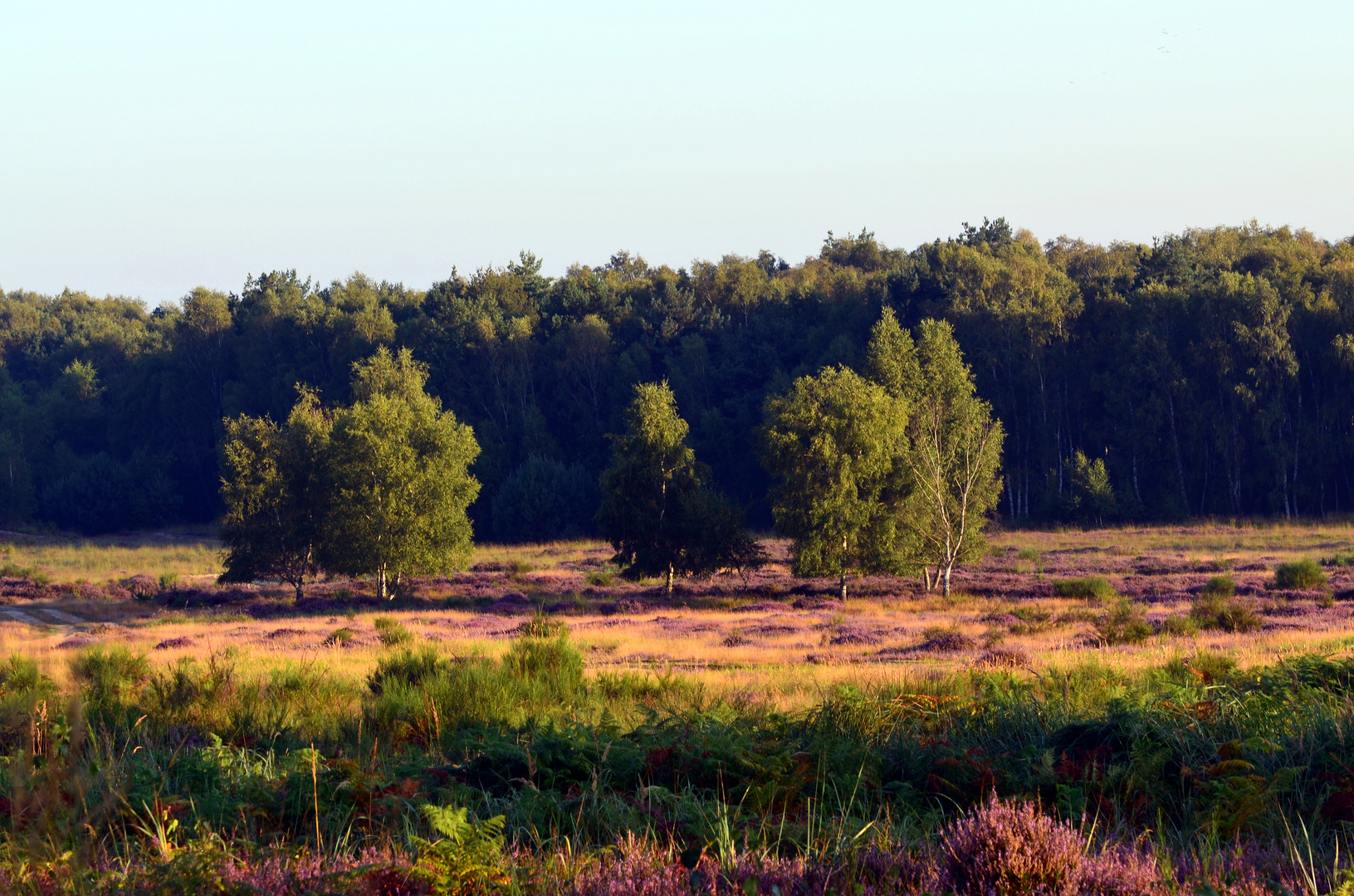 Wahner Heide Foto & Bild | natur, landschaft, heide Bilder auf ...