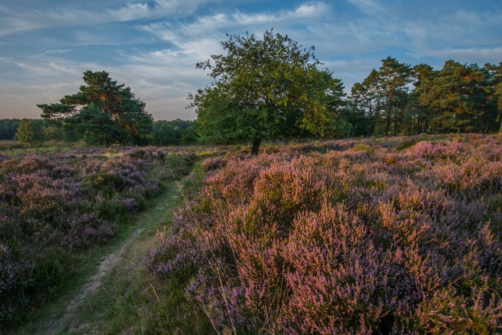 Wahner Heide - Abendimpressionen03 Foto & Bild | landschaft, heide, die ...