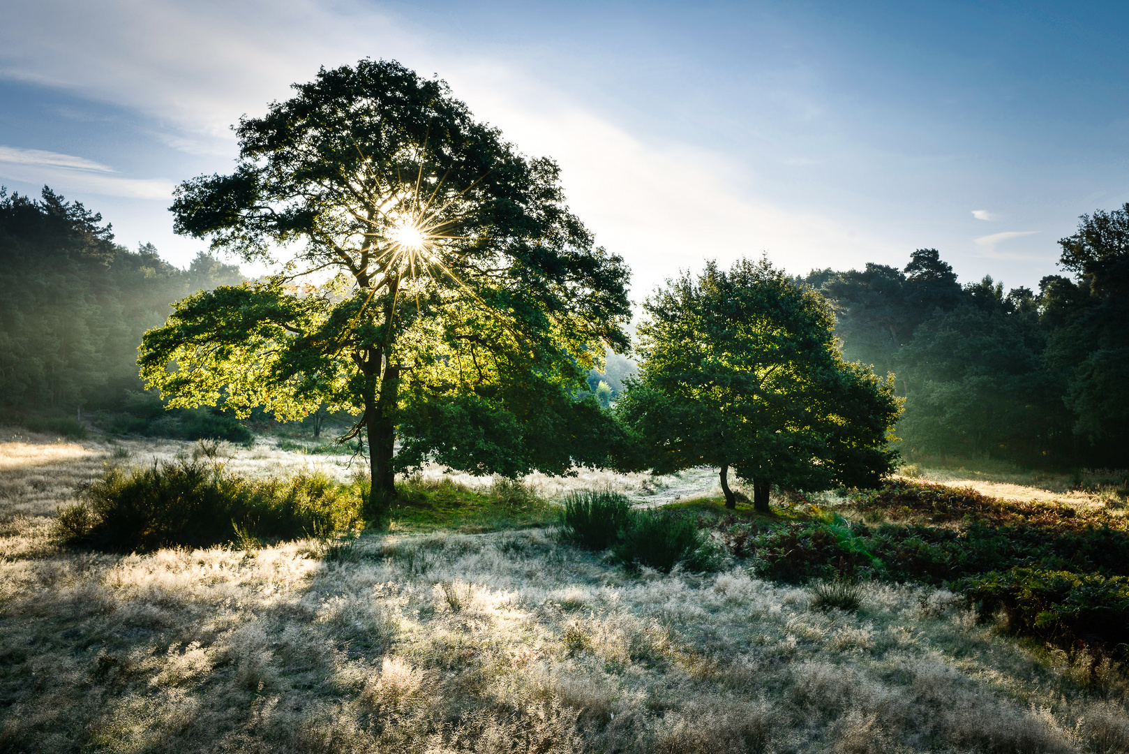 Wahner Heide im Morgengrauen Foto & Bild | landschaft, heide, wahner ...