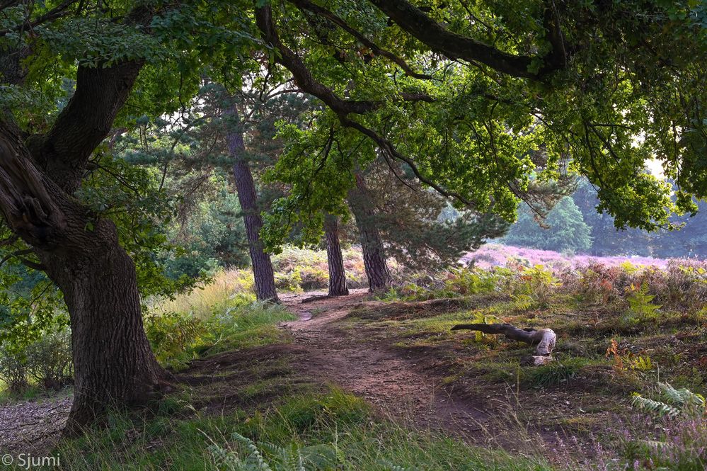Wahner Heide Romantik Foto & Bild | natur, herbst, morgenlicht Bilder ...