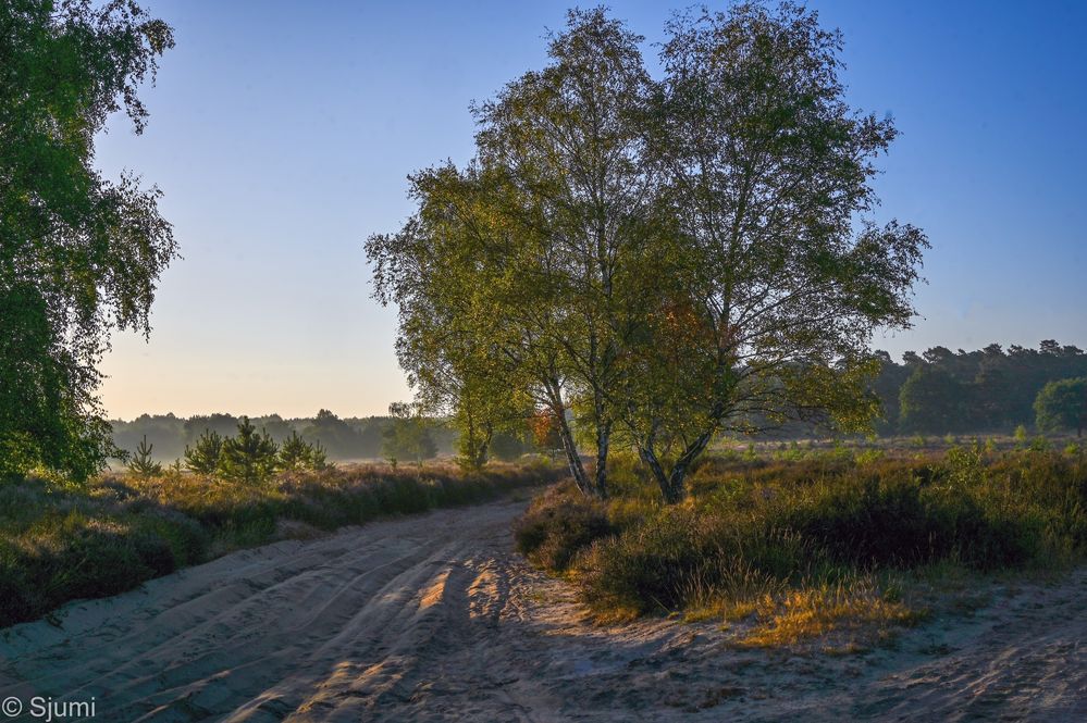 Wahner Heide Spätsommer Foto & Bild | sommer, sand, natur Bilder auf ...