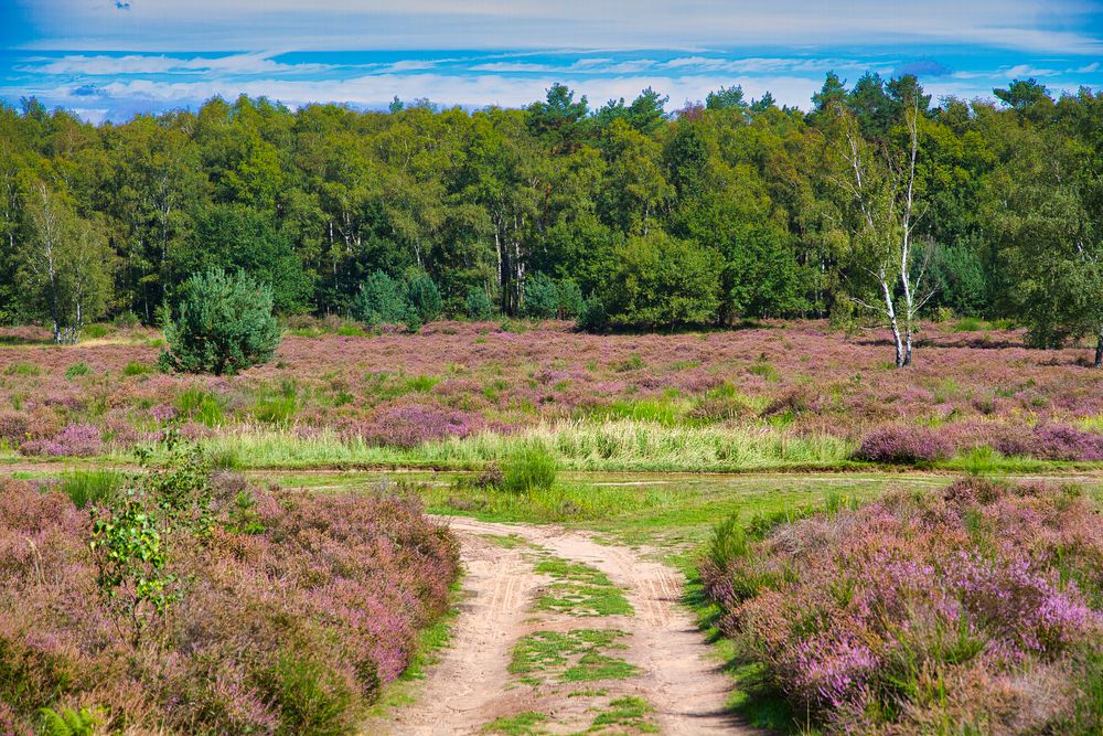 Wahner Heide überall Foto & Bild | landschaft, heide, natur Bilder auf ...