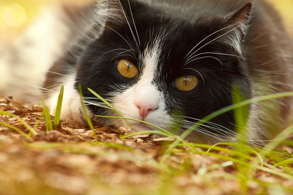 Waiting Foto & Bild | tiere, haustiere, katzen Bilder auf fotocommunity