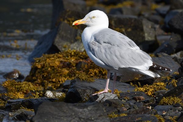 Animals Pictures & Photos