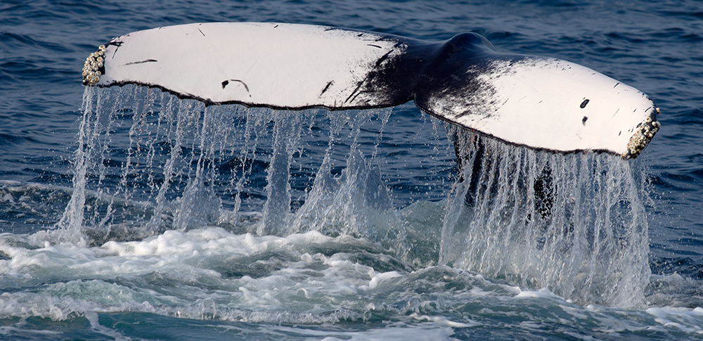 Wal (2) Foto & Bild | tiere, wildlife, säugetiere Bilder auf fotocommunity
