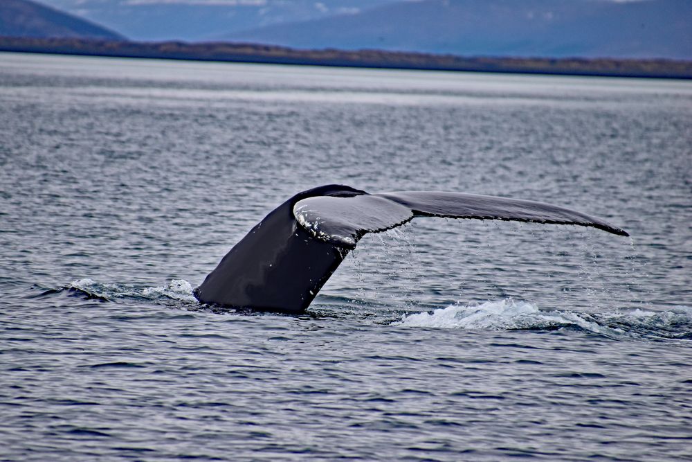 Wal Foto & Bild | wal, world Bilder auf fotocommunity