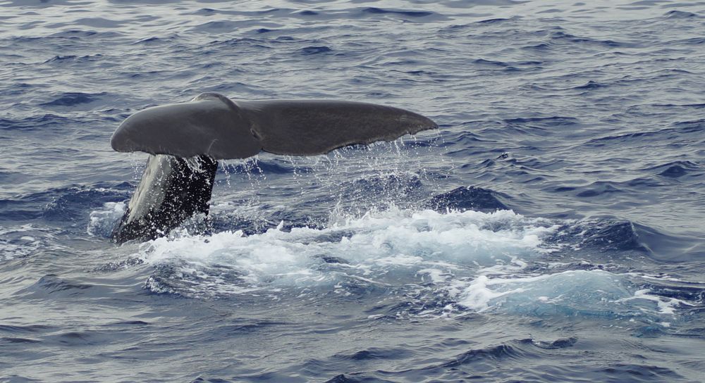 Wal Foto & Bild | meer, natur, tiere Bilder auf fotocommunity