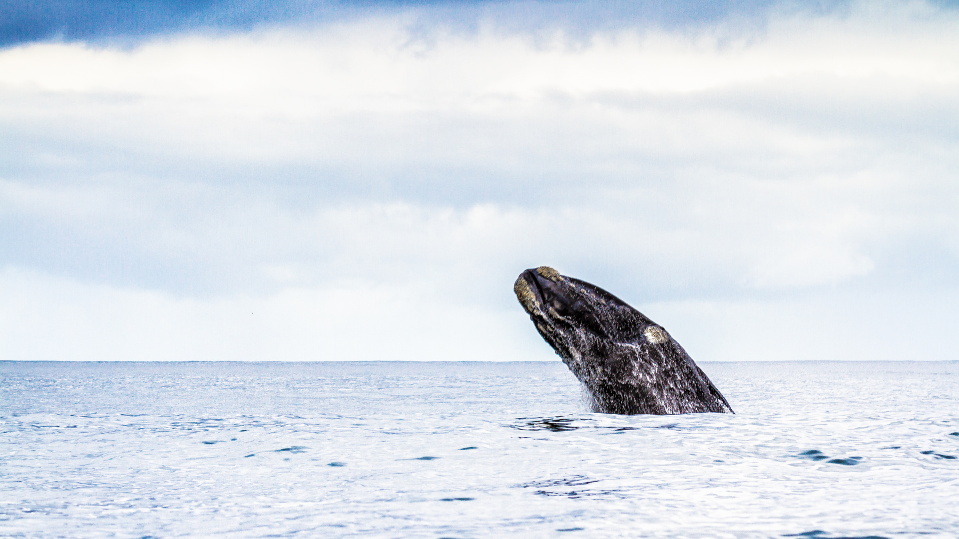 Wal springen Foto & Bild | tiere, wildlife, säugetiere Bilder auf ...