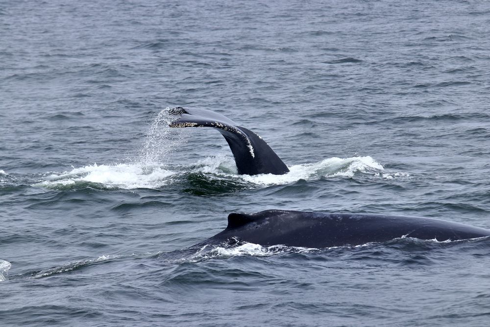 Wal1 Foto & Bild | tiere, wildlife, säugetiere Bilder auf fotocommunity