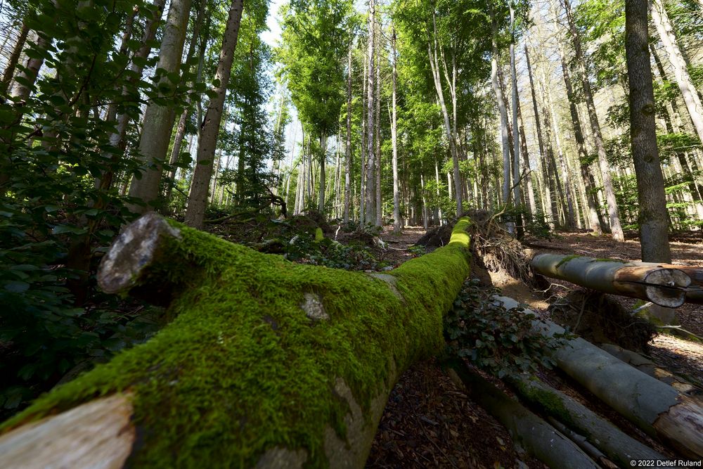 Wald #2 Foto & Bild | landschaft, jahreszeiten, herbst Bilder auf ...