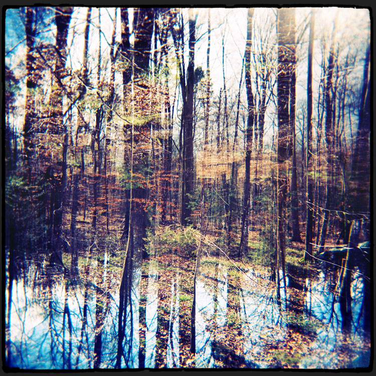 .: wald Foto & Bild | landschaft, holga 120, wald Bilder auf fotocommunity