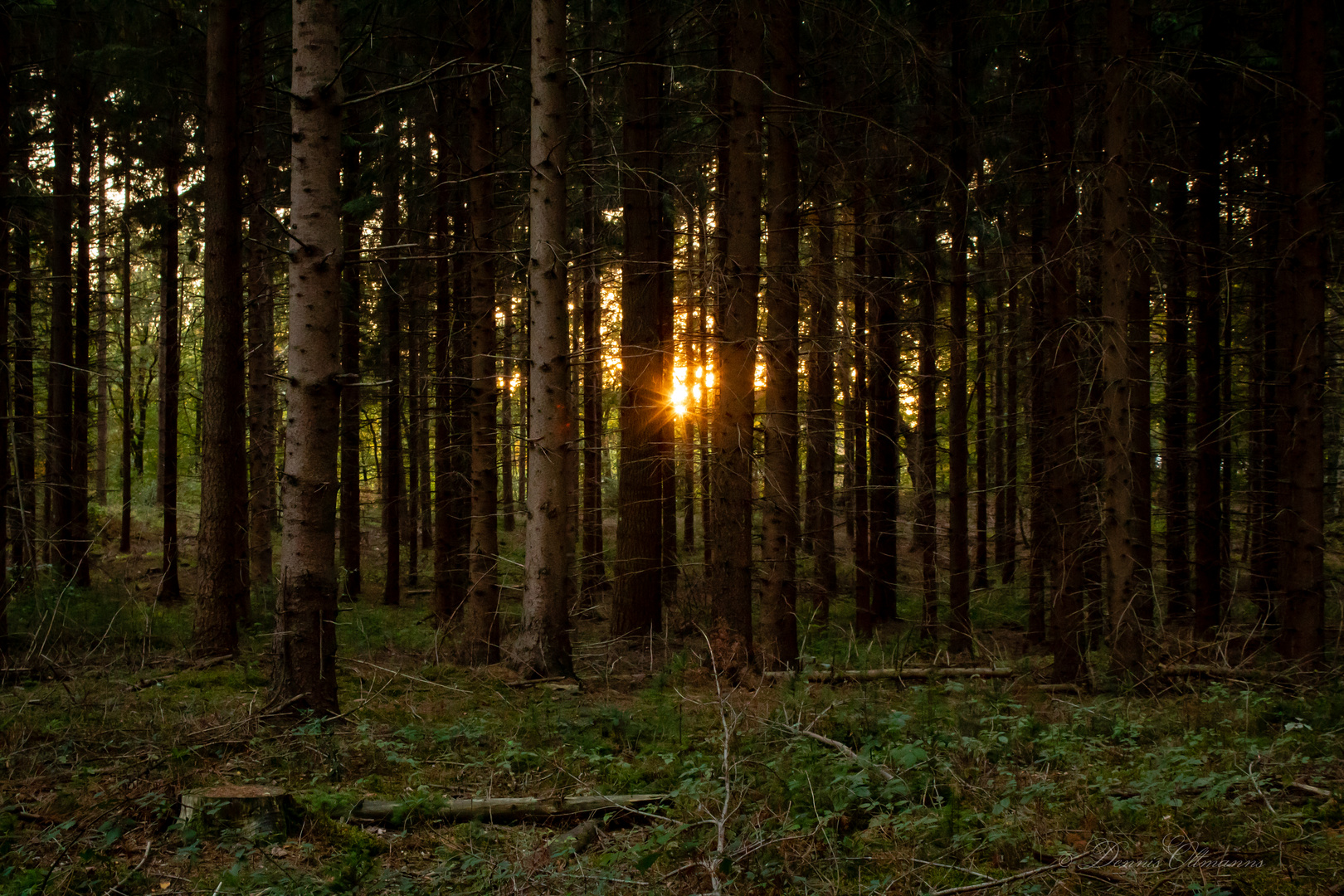 Wald Foto & Bild | landschaft, jahreszeiten, herbst Bilder auf ...