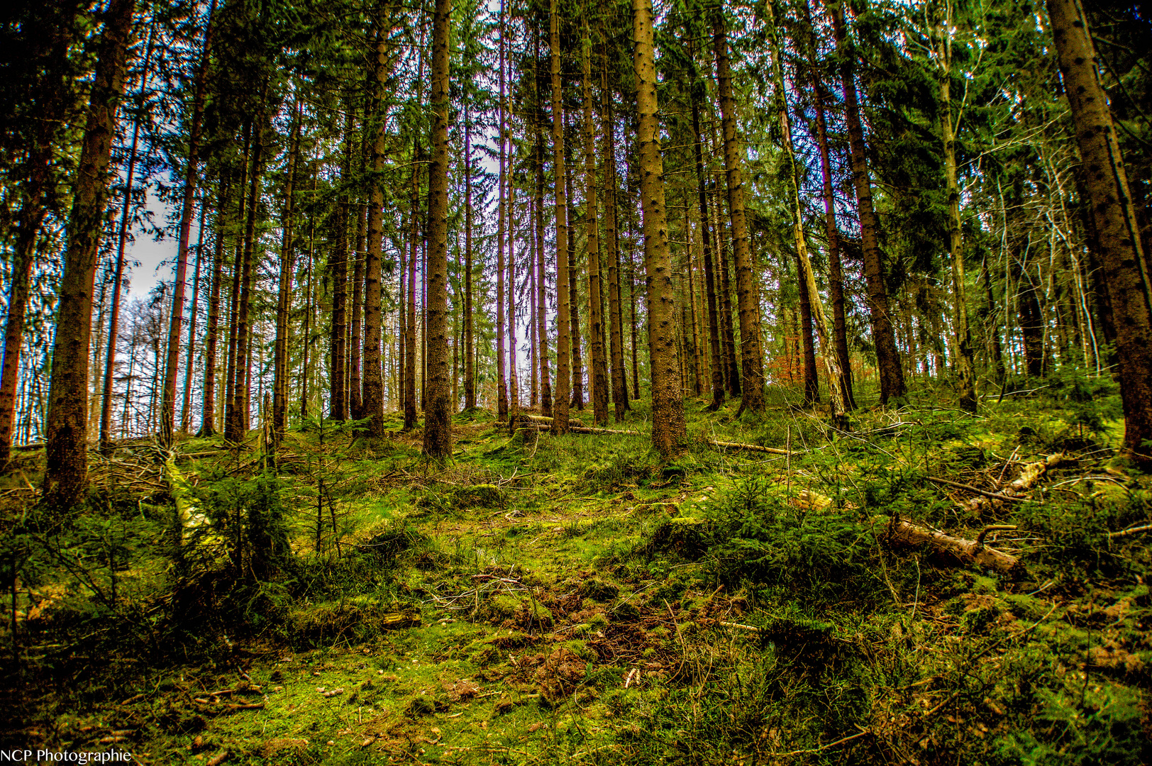 Wald Foto & Bild | wald, bäume, natur Bilder auf fotocommunity