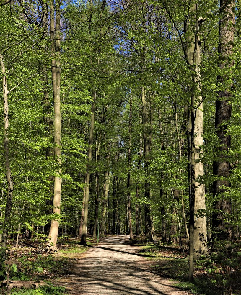 Wald Foto & Bild | wald, natur, landschaft Bilder auf fotocommunity