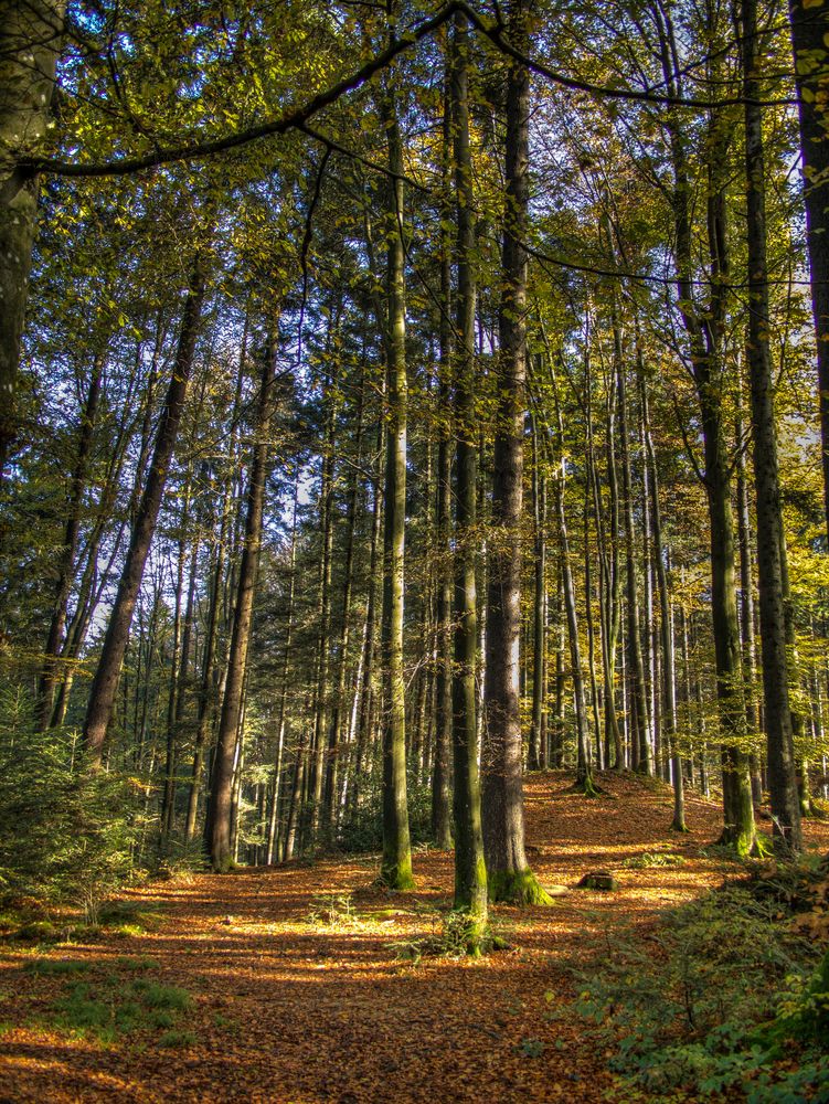 Wald Foto & Bild | meine photos, natur Bilder auf fotocommunity