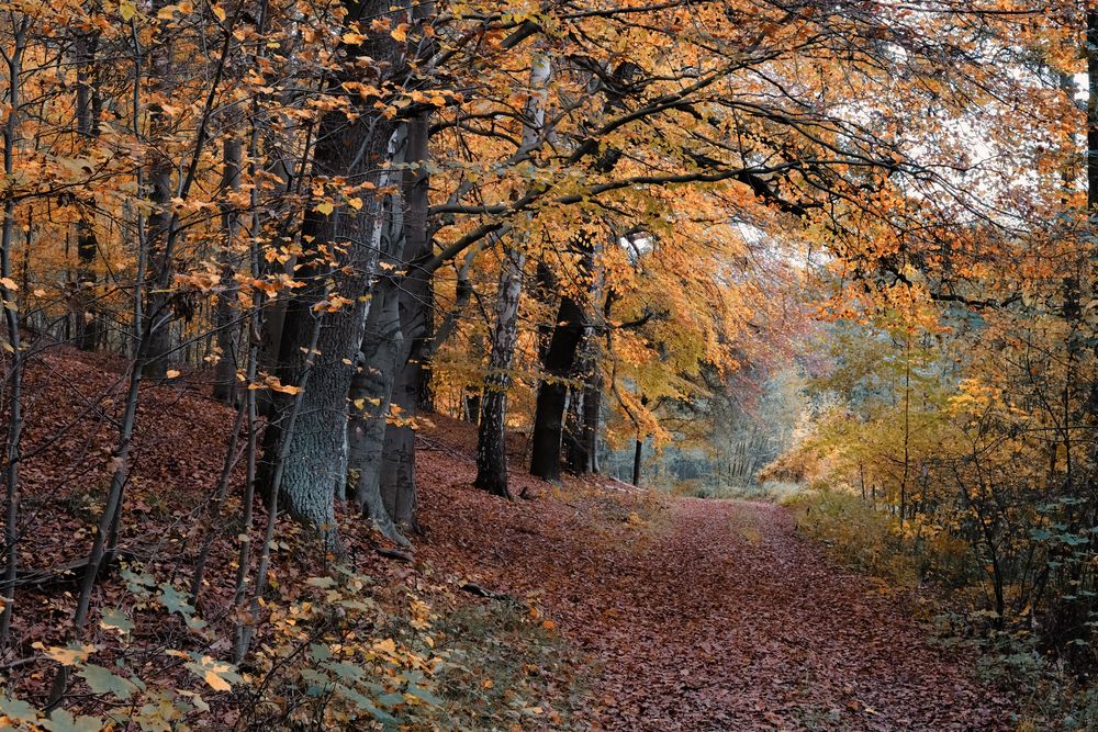 Wald im Herbst Foto & Bild | jahreszeiten, herbst, landschaften Bilder ...