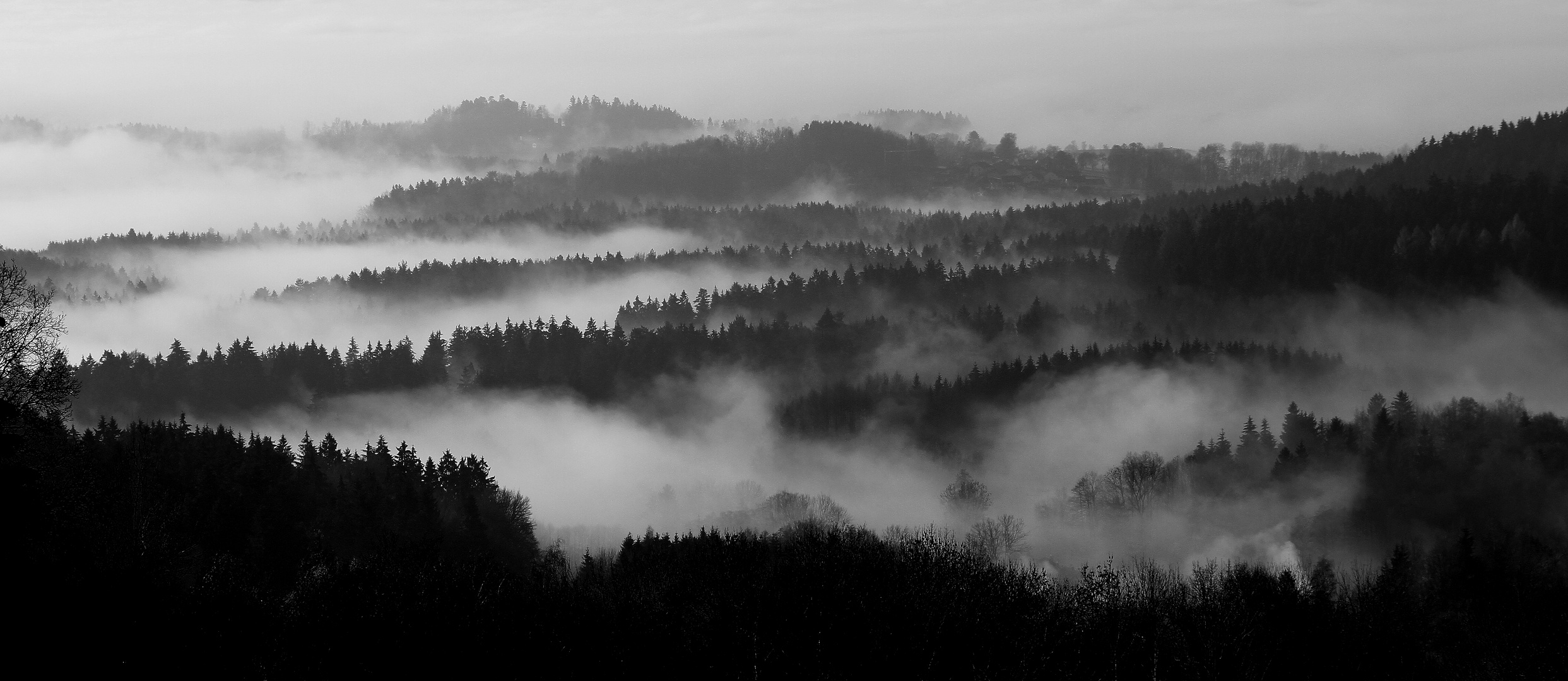 Wald im Nebel Foto & Bild | landschaft, wald, technik Bilder auf ...