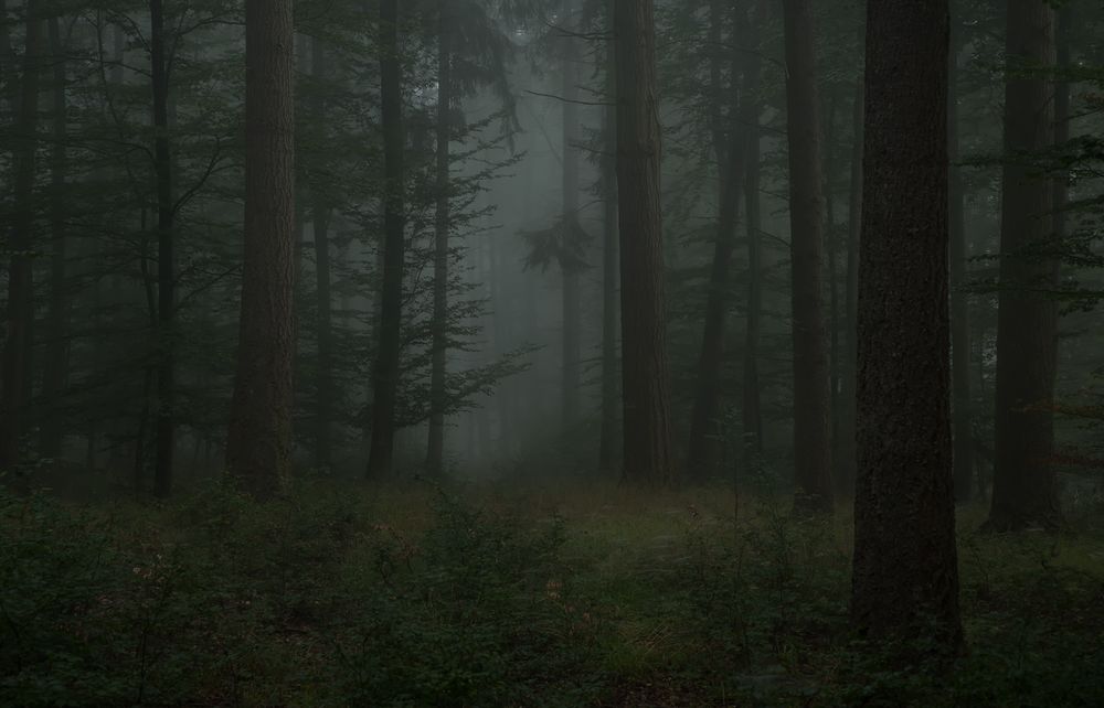 Wald im Nebel Foto & Bild | landschaft, wald, mystisch Bilder auf ...