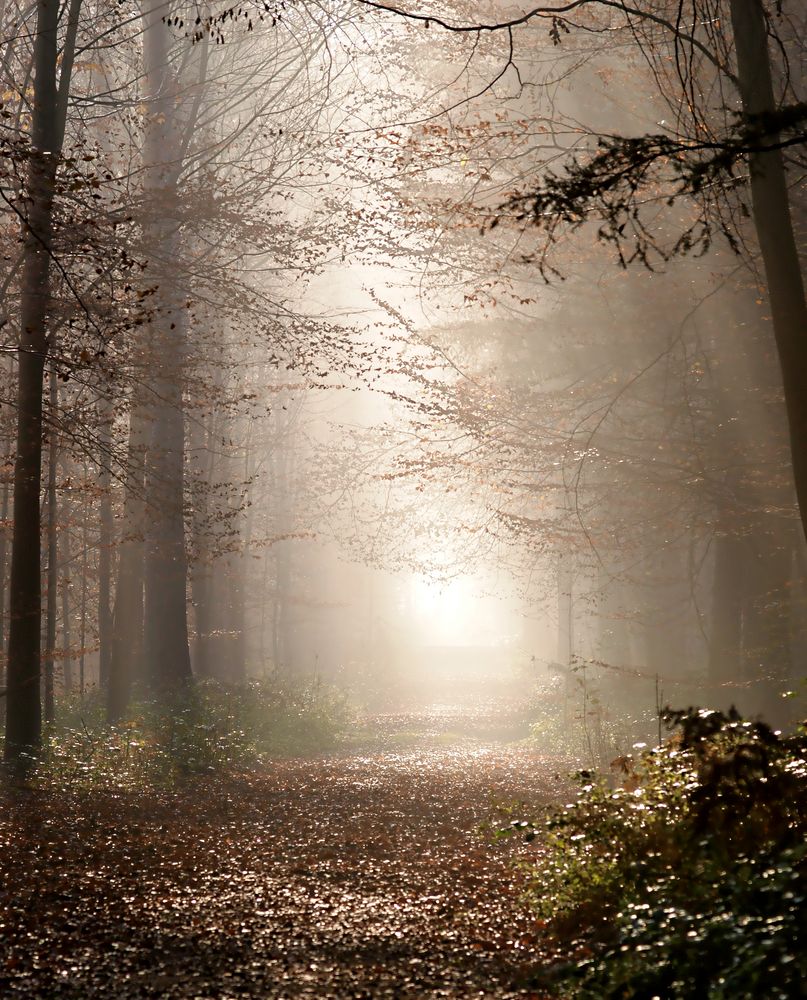 wald im nebel Foto & Bild | landschaft, wald, natur Bilder auf fotocommunity